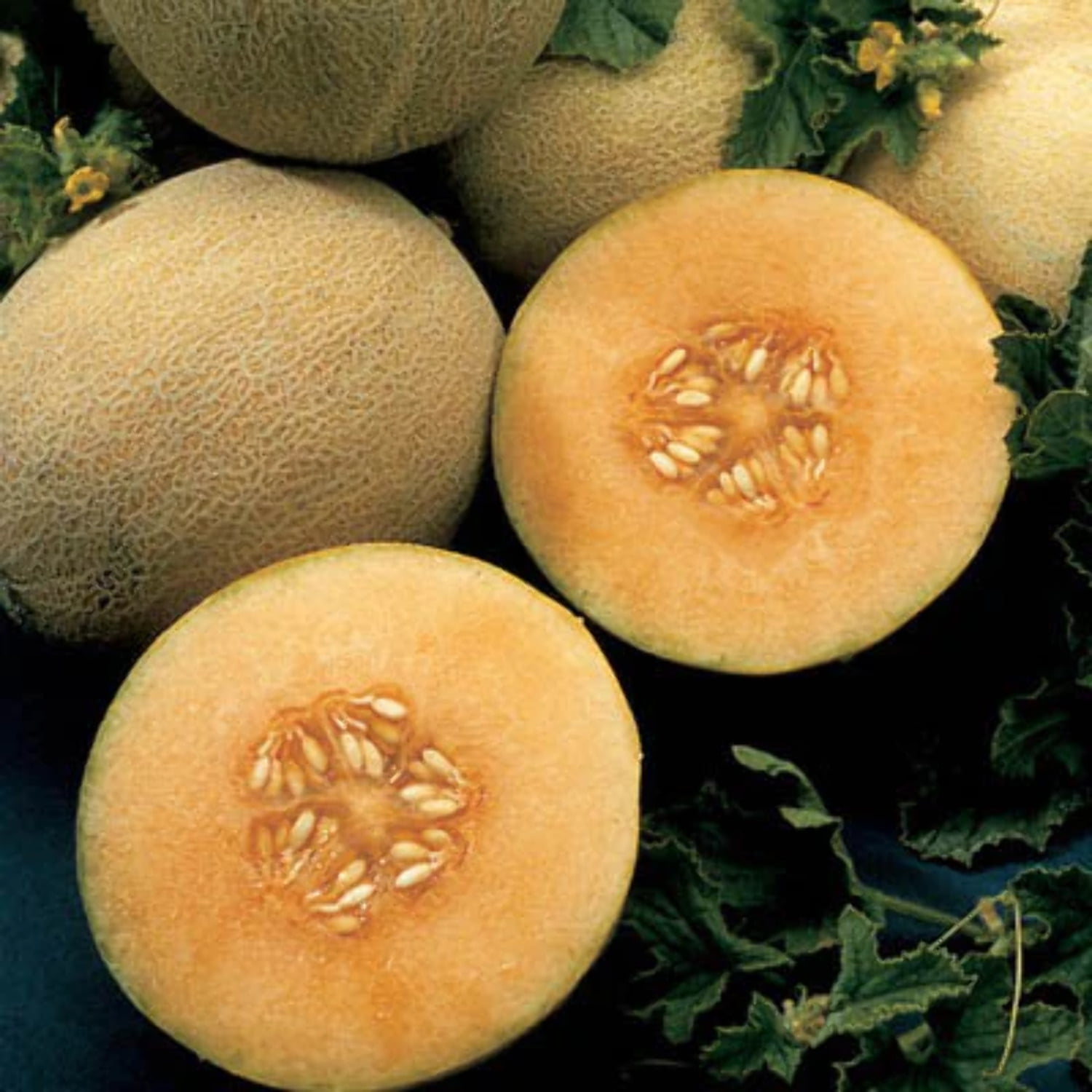 Melon Seeds - Ambrosia Variety Melon Seeds - Non-GMO - 25 Seeds - Walmart.com