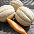 Solstice Variety Melon Seeds Pack - Non-GMO, Planting Garden Fruit, 25 Seeds Packets - Walmart.com