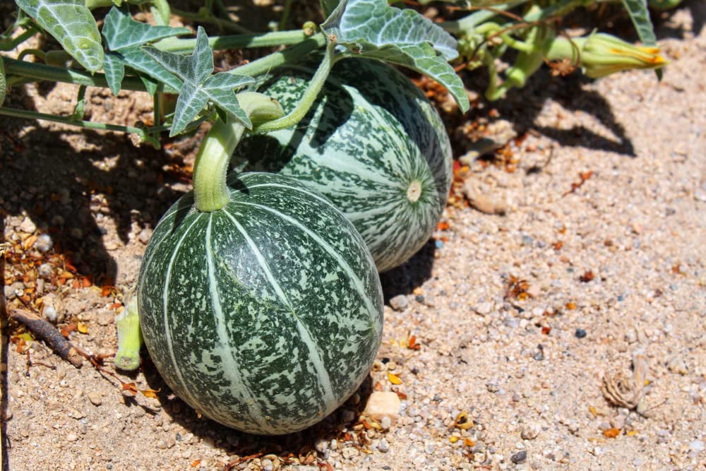 Melon Seeds for Planting (10 Seeds) - Grow Your Own Food (Coyote Melon ...