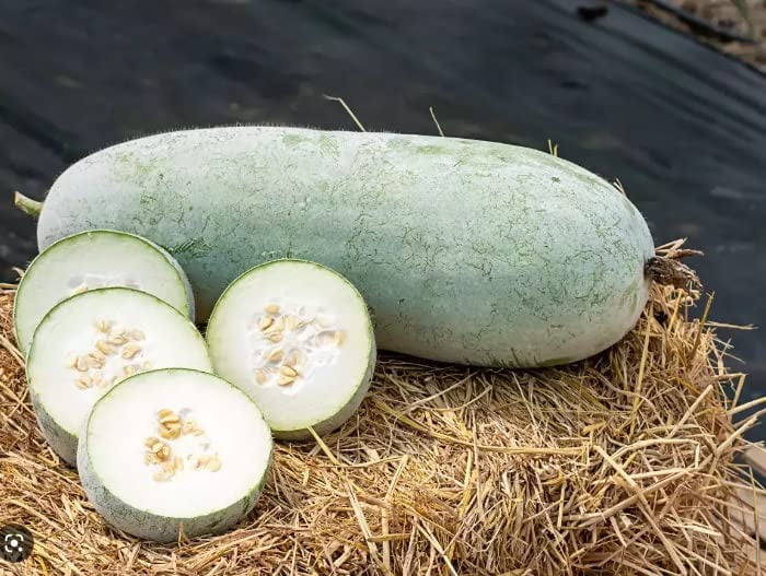 Melon Seeds for Planting (10 Seeds) - Grow Your Own Food (Wax Melon ...