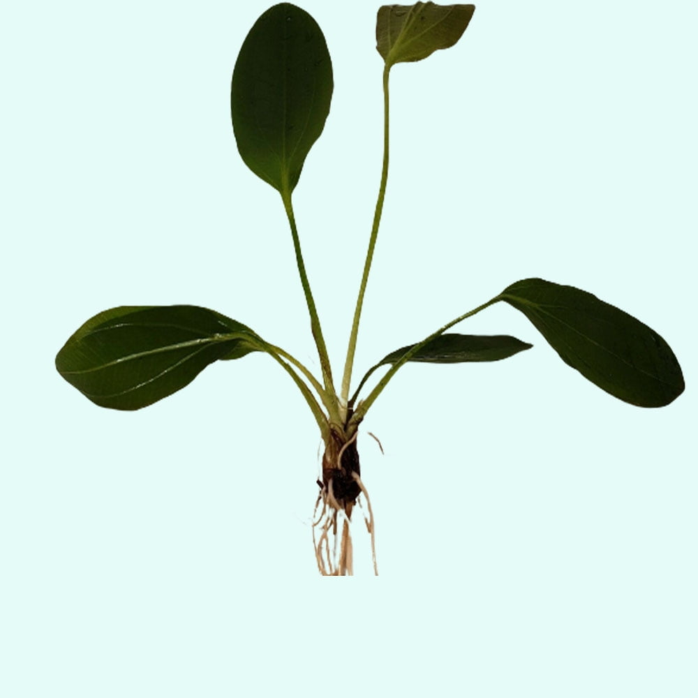 Melon Sword (Echinodorus Osiris) Medium - Walmart.com