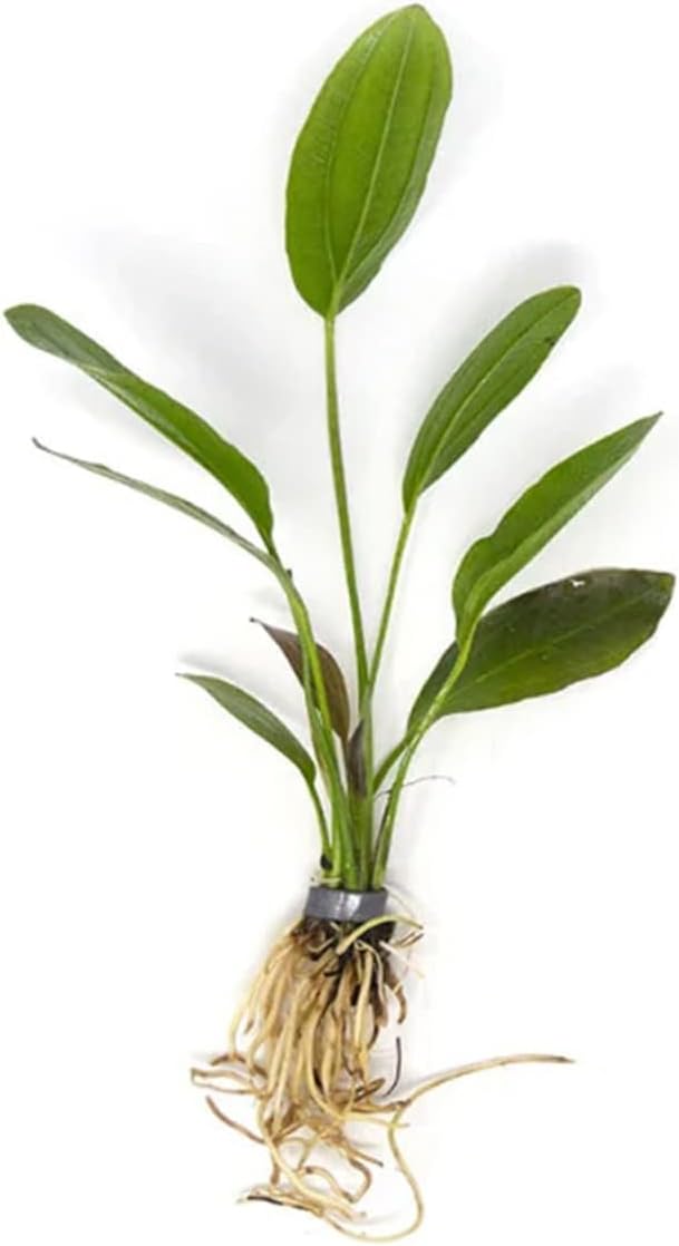 Melon Sword (Echinodorus Osiris) Small Live Aquarium Plants BUY2 GET1 ...