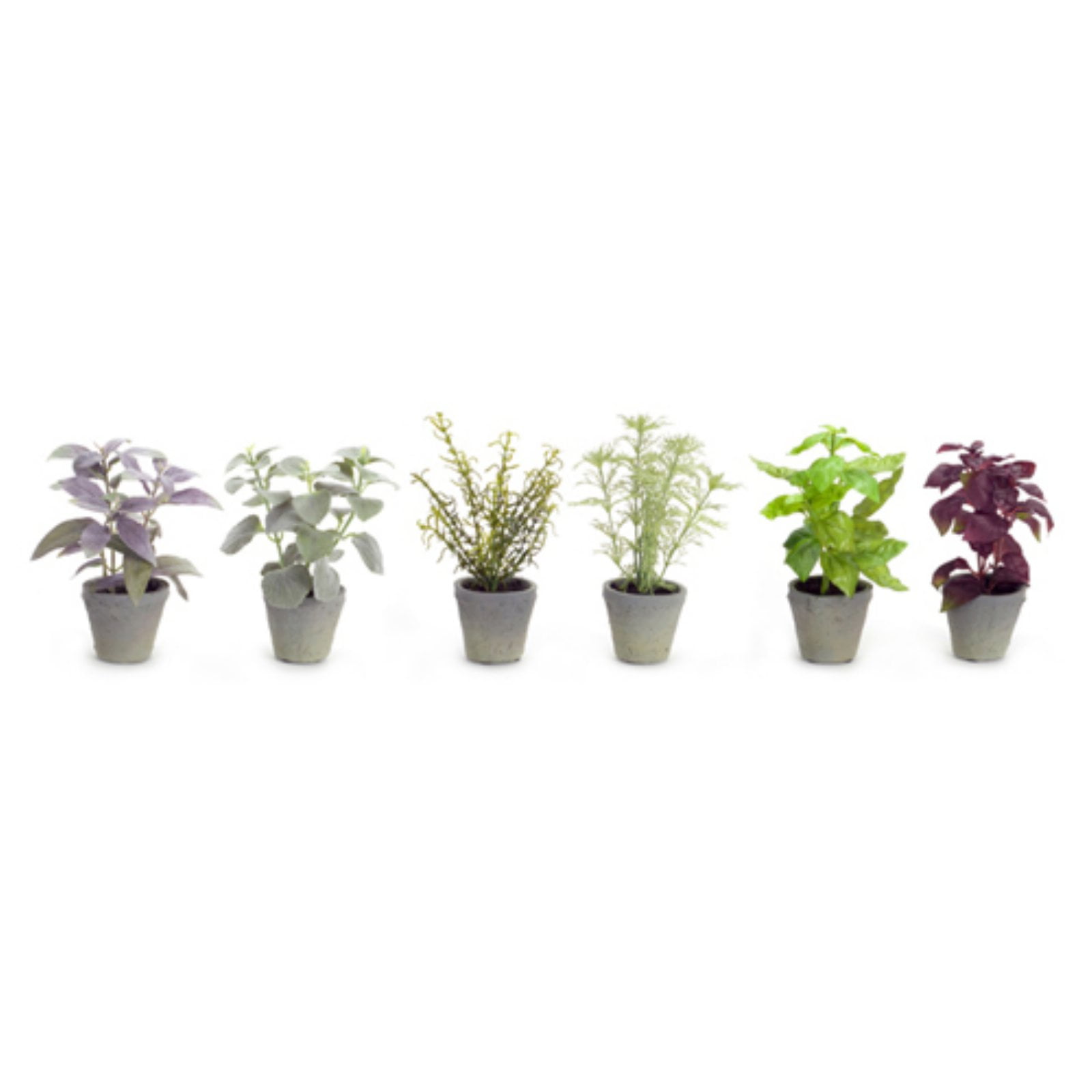 Melrose 7" Assorted Herbs Live Plants in 4.5" Gray Plastic Pots (12 ...