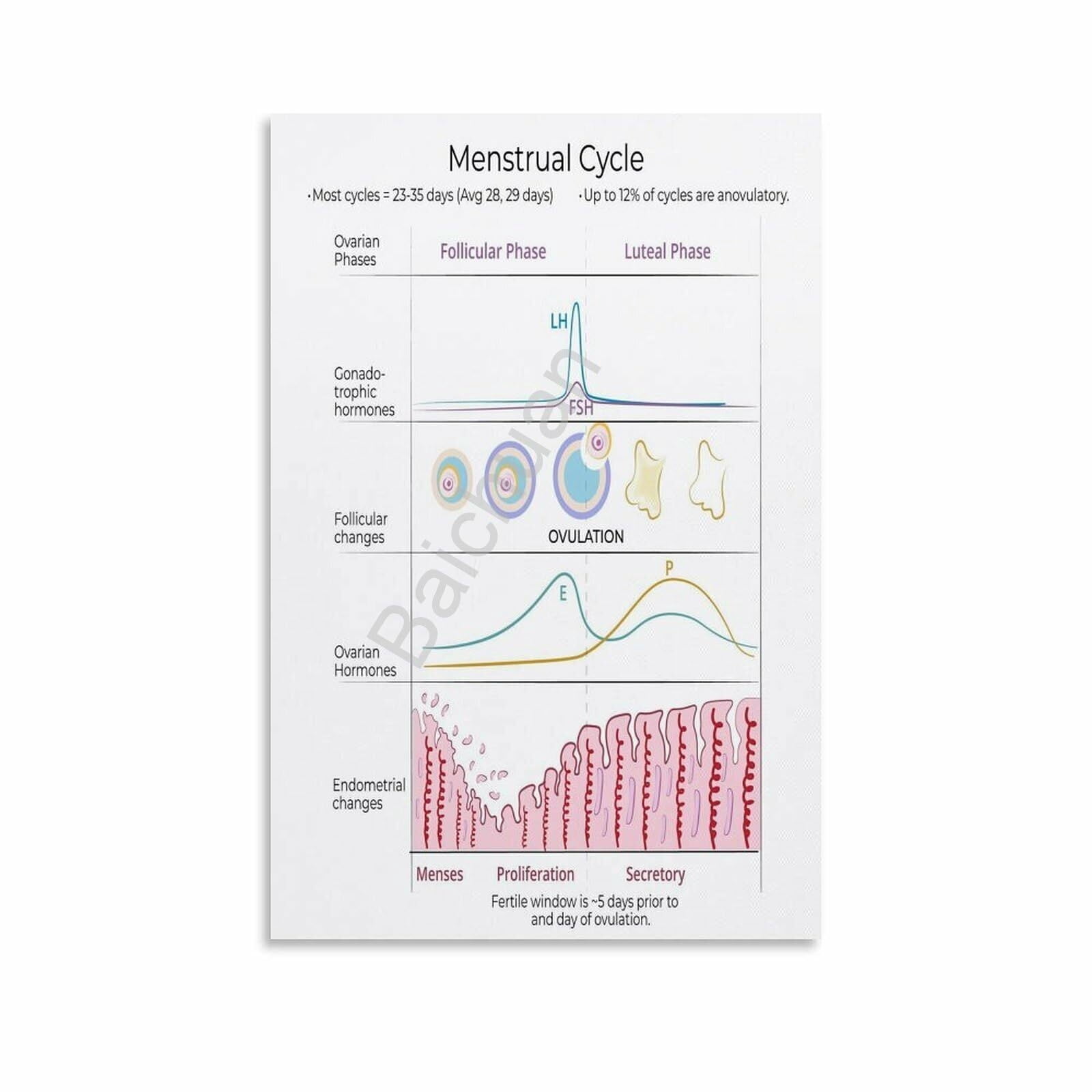 Menstrual Cycle Phases Poster 2 Canvas Painting Wall Art Poster for ...