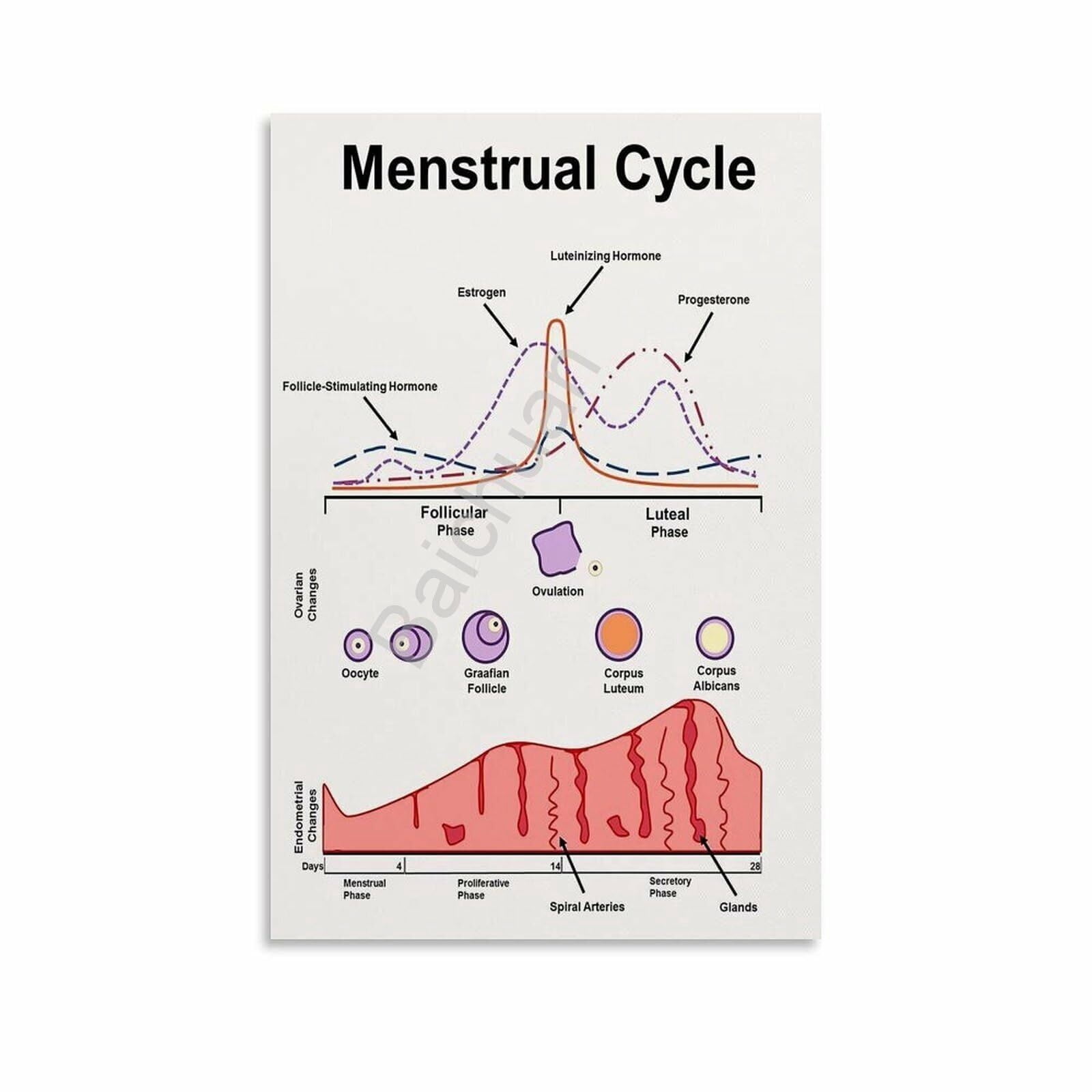 Menstrual Cycle Phases Poster 4 Canvas Painting Posters And Prints Wall ...