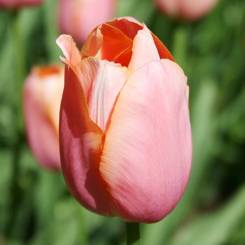 Menton Single Late Tulip Flower Bulbs - 10 Bulbs per Pack - Good as Cut ...