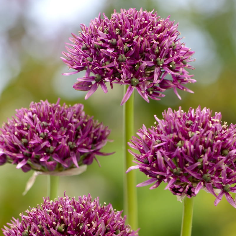 Mercurius Allium Flower Bulbs - 5 Bulbs per Pack - Attracts Butterflies ...