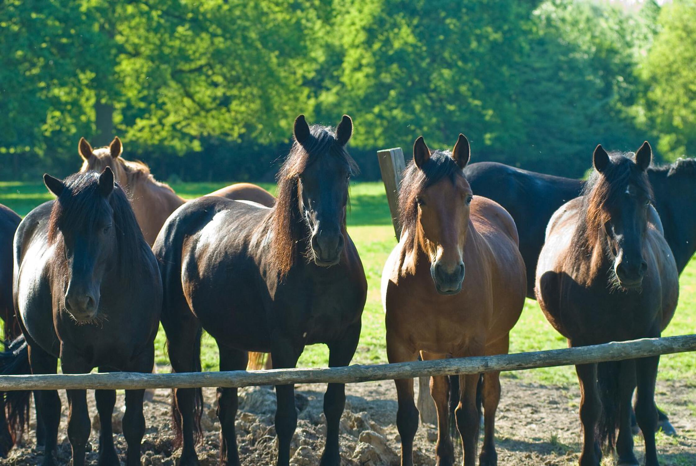 Merens Horse Breed GLOSSY POSTER PICTURE PHOTO PRINT BANNER ...