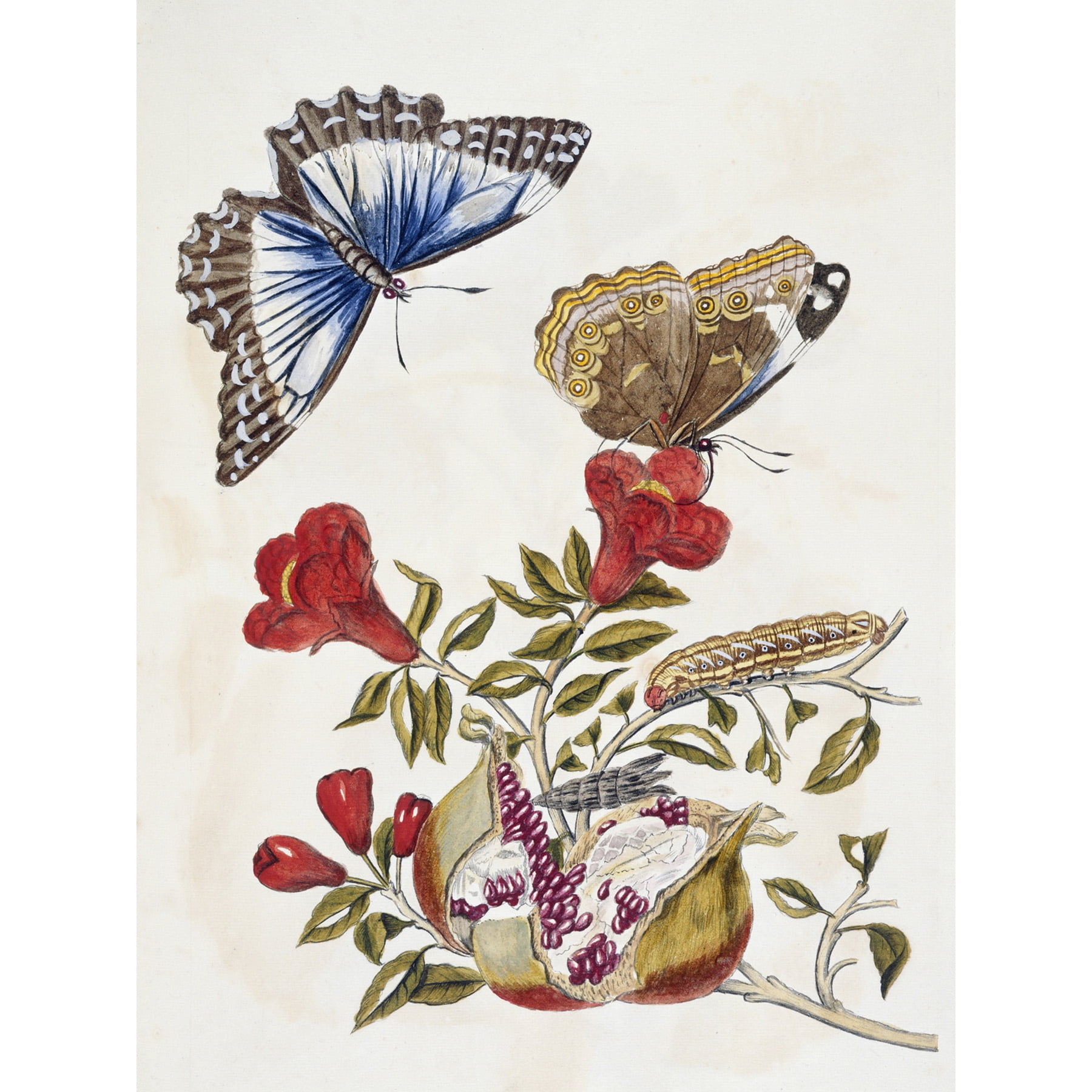 Merian Metamorphosis Butterfly Caterpillar Nature Extra Large XL Wall ...