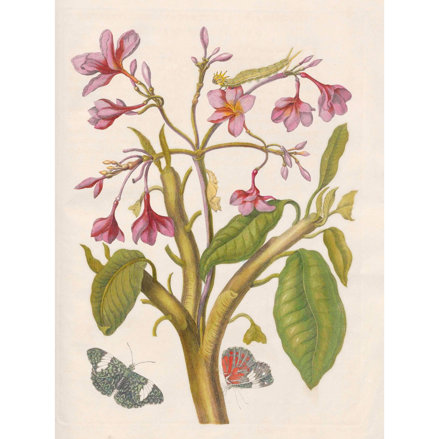 Merian Metamorphosis Pink Flowers Insects Painting Extra Large XL Wall ...