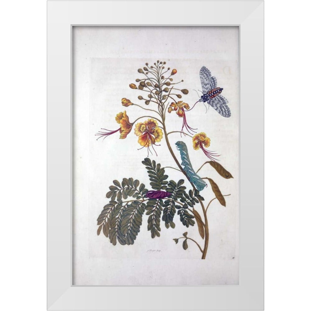 Merian, Sybilla 17x24 White Modern Wood Framed Museum Art Print Titled ...
