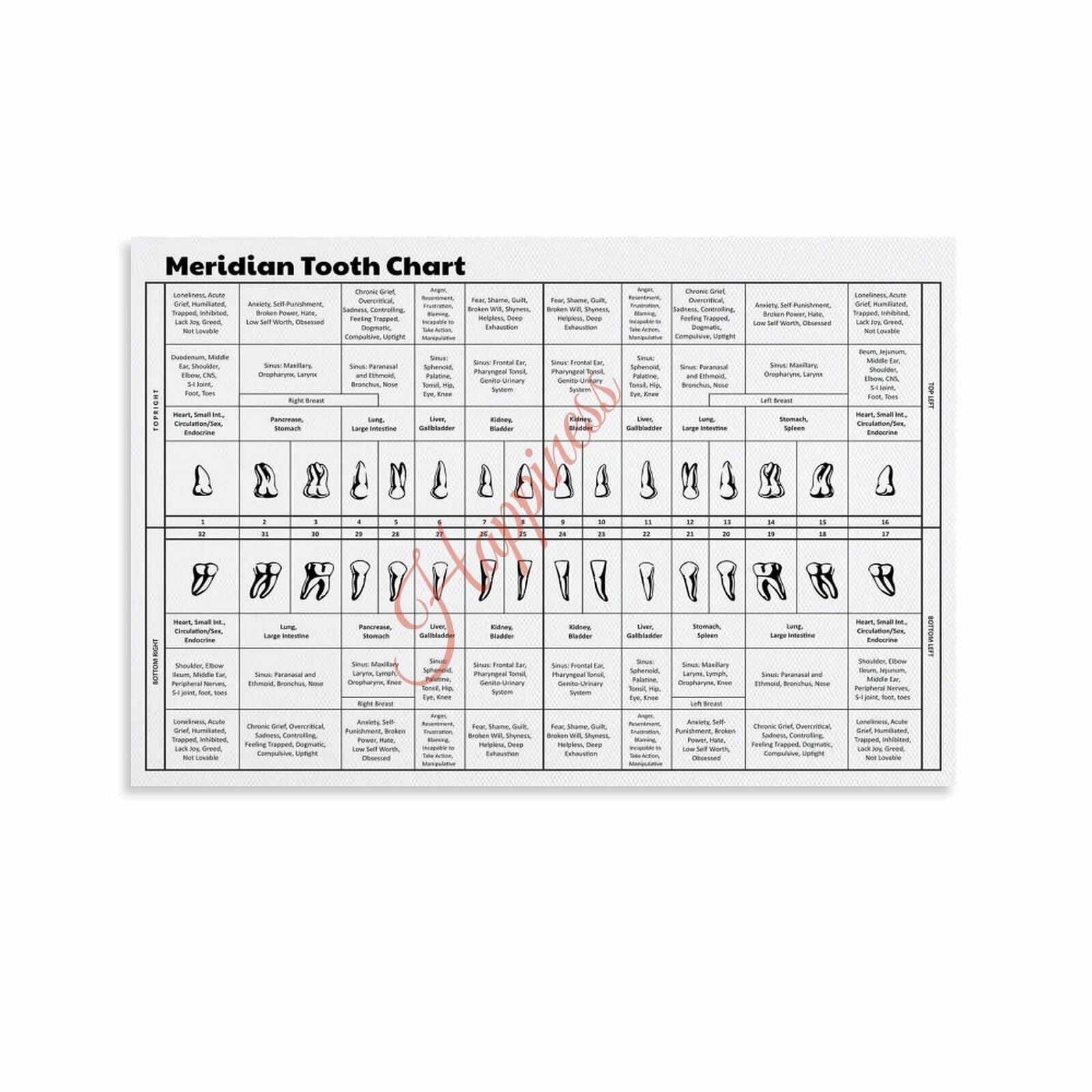 Meridian Tooth Chart Guide Tooth Anatomy Knowledge Educational Poster ...