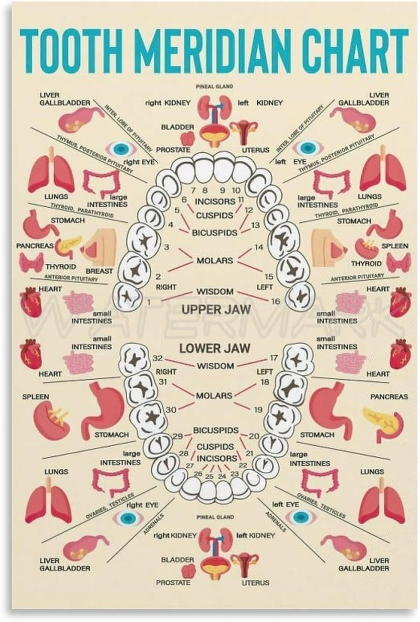 Meridian Tooth Chart Poster Dental Knowledge Canvas Painting Wall Art ...