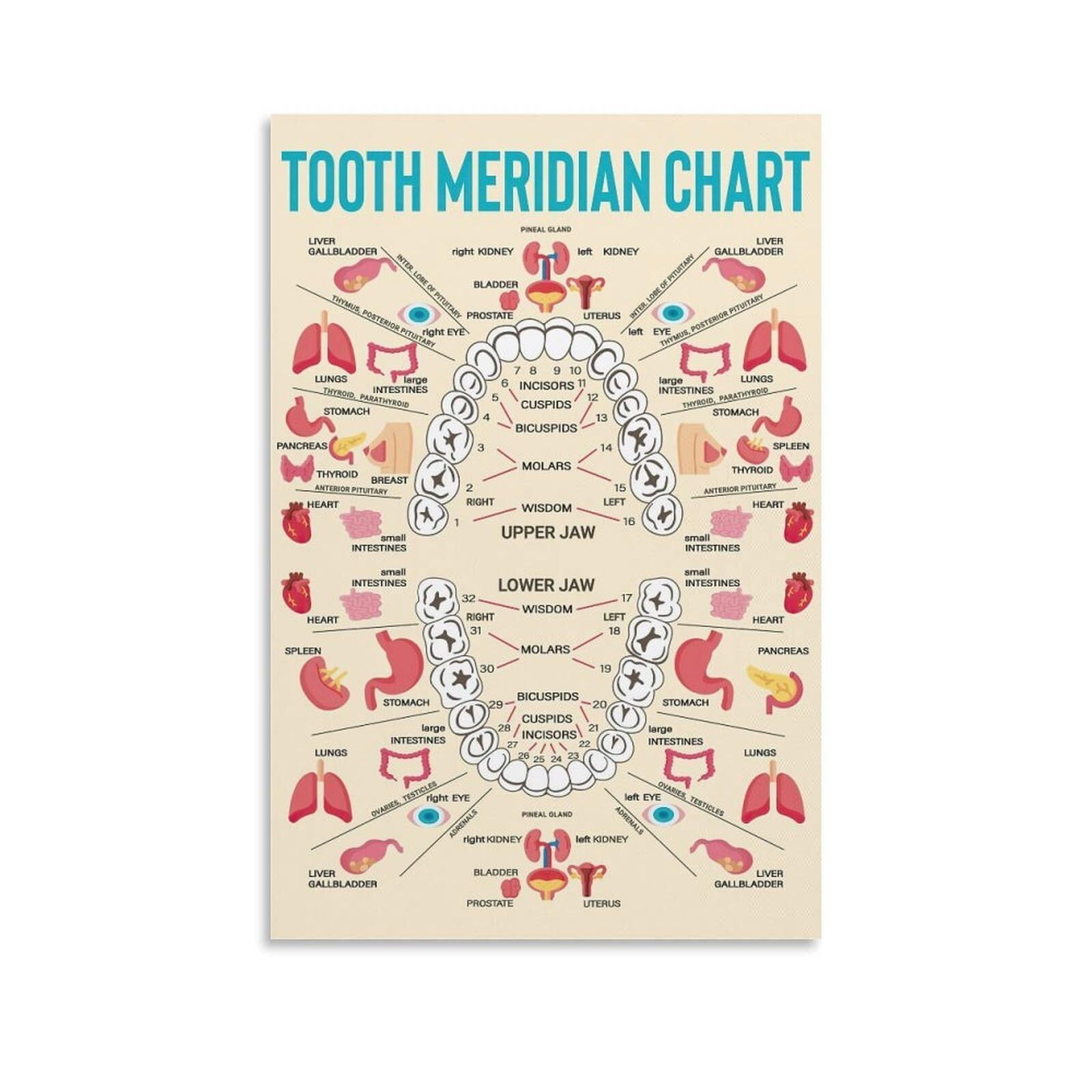 Meridian Tooth Chart Poster Dental Knowledge Canvas Painting Wall Art ...