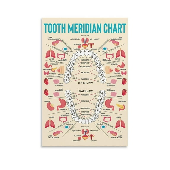 Meridian Tooth Chart Poster Dental Knowledge Canvas Painting Wall Art ...