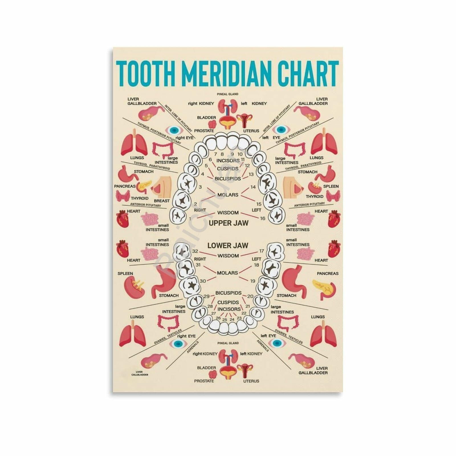 Meridian Tooth Chart Poster Dental Knowledge Wall Art (1) Canvas ...