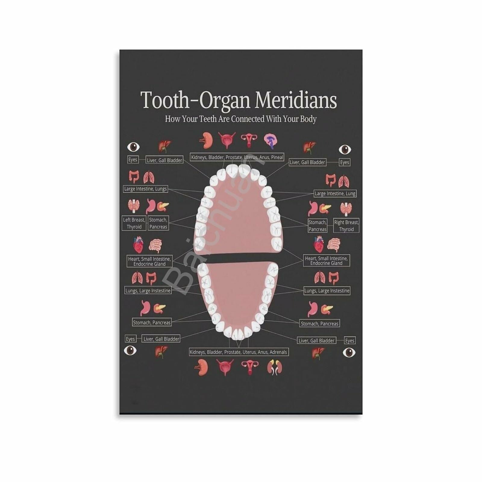 Meridian Tooth Chart Poster Dental Knowledge Wall Art (2) Canvas ...