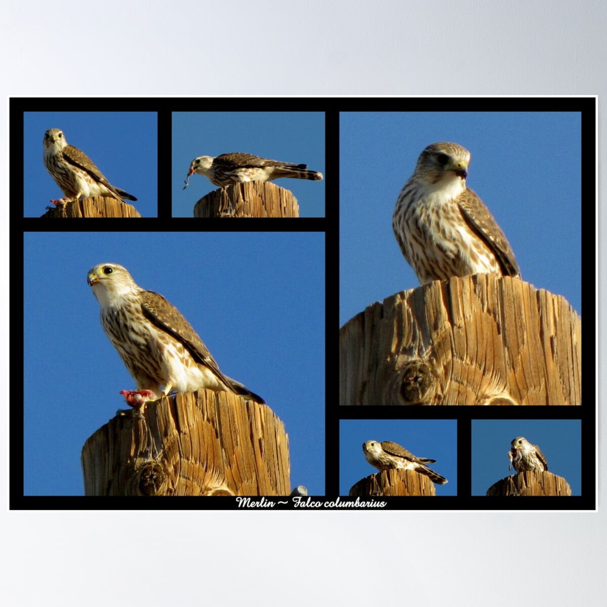 Merlin ~ Raptor Series Poster Wall Art, Modern Wall Decor For Living ...