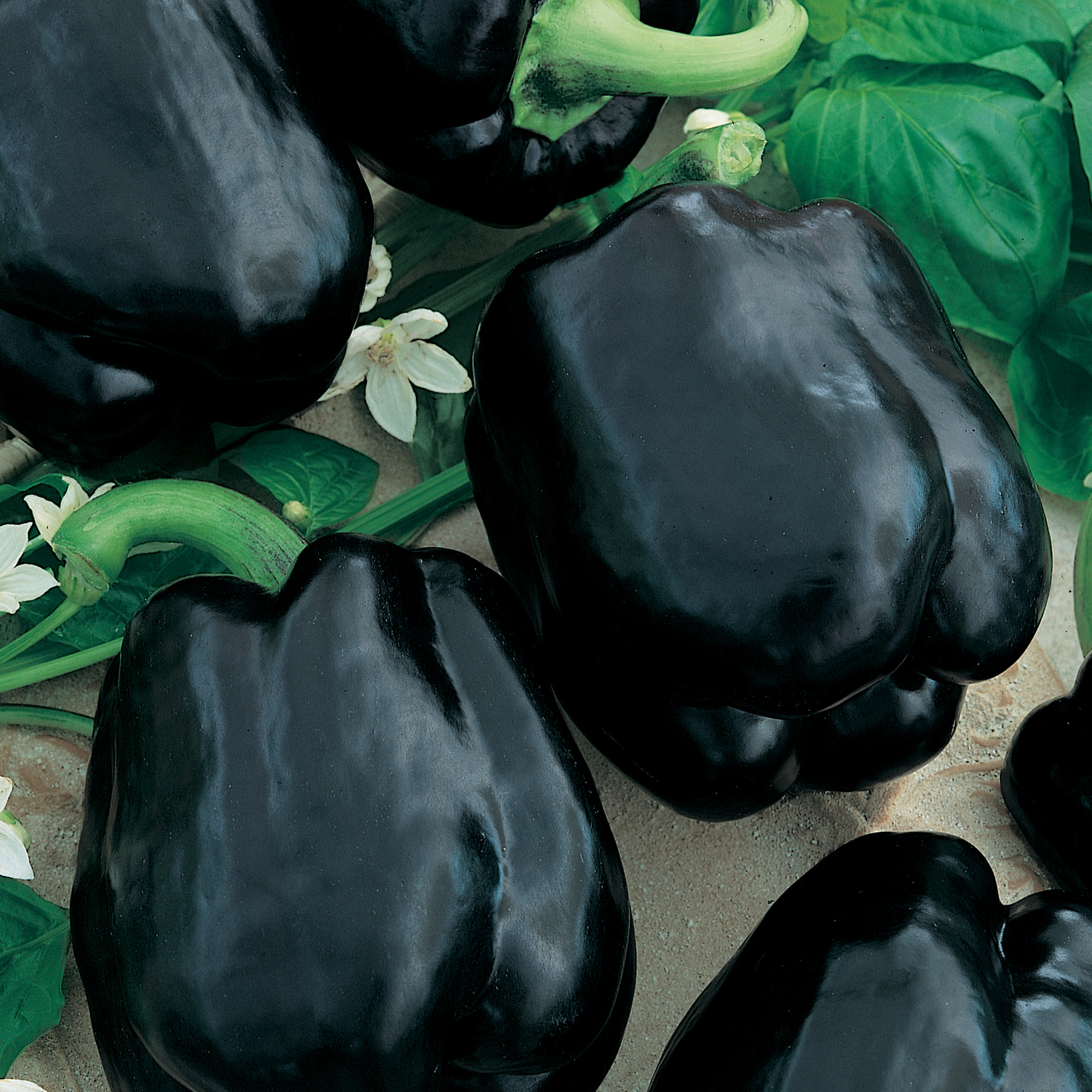 Merlot F1 Hybrid Sweet Pepper Seeds - 4 Oz ~16000 Seeds - Non-GMO, F1 ...