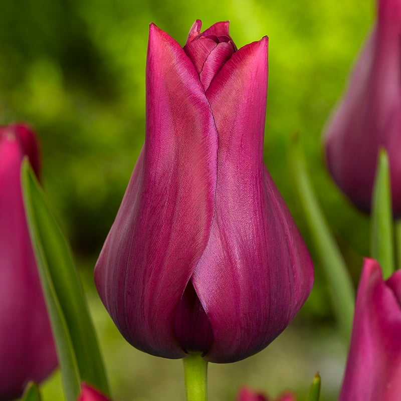 Merlot Lily Flowering Tulip Flower Bulbs - 10 Bulbs per Pack - Attracts ...