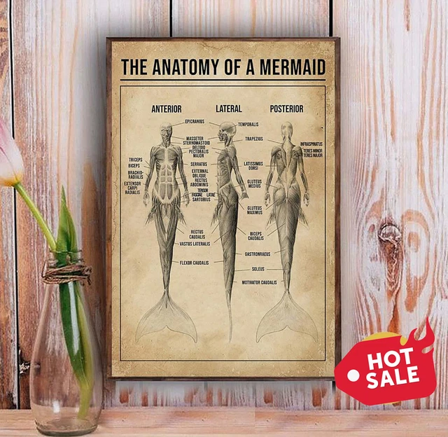 Mermaid Knowledge Anatomy NO FRAMED POSTER Home Decor, Vintage Art ...