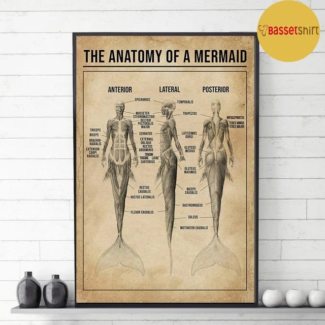 Mermaid Knowledge Anatomy Poster Home Decor, Vintage Art Print, Haging ...