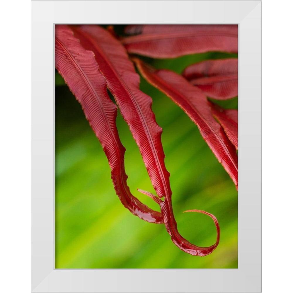 Merrill Images 12x14 White Modern Wood Framed Museum Art Print Titled ...