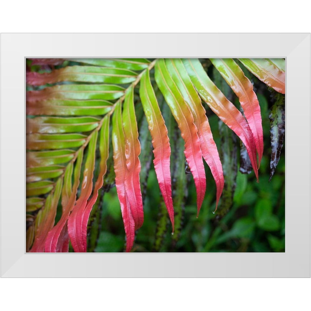 Merrill Images 14x12 White Modern Wood Framed Museum Art Print Titled ...