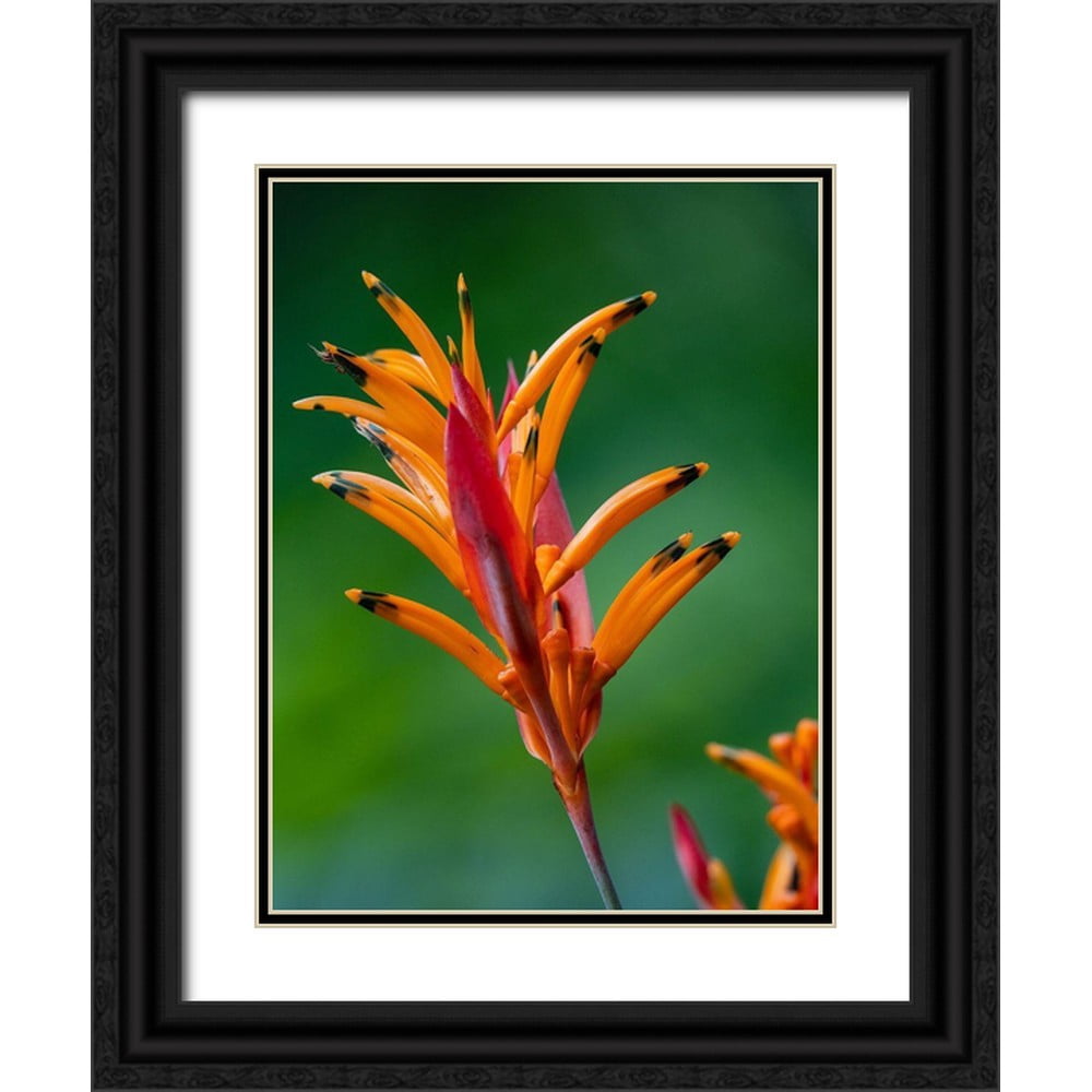 Merrill Images 19x24 Black Ornate Wood Framed with Double Matting ...