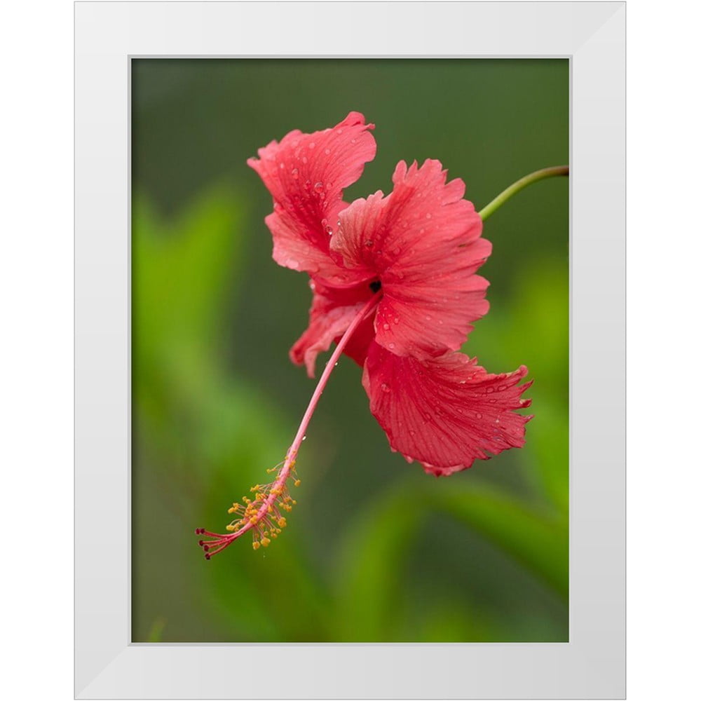 Merrill Images 19x24 White Modern Wood Framed Museum Art Print Titled ...