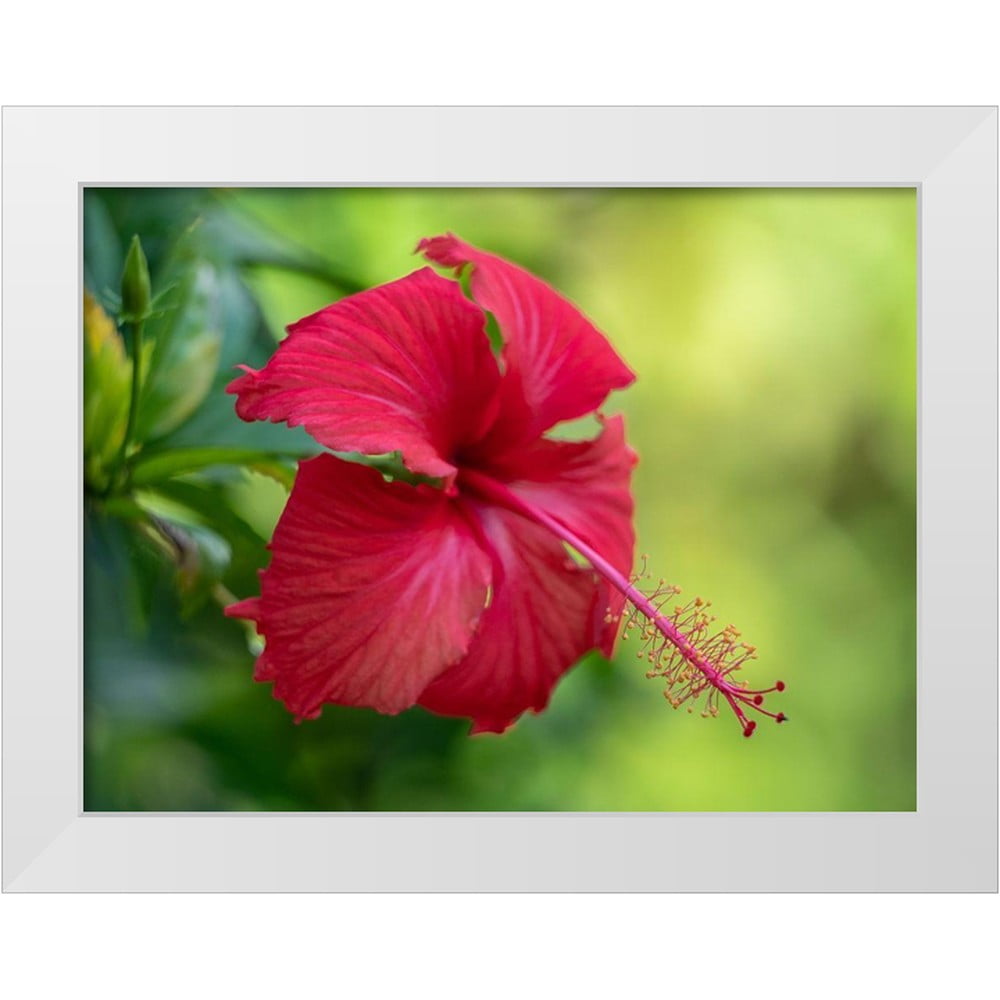 Merrill Images 24x19 White Modern Wood Framed Museum Art Print Titled ...