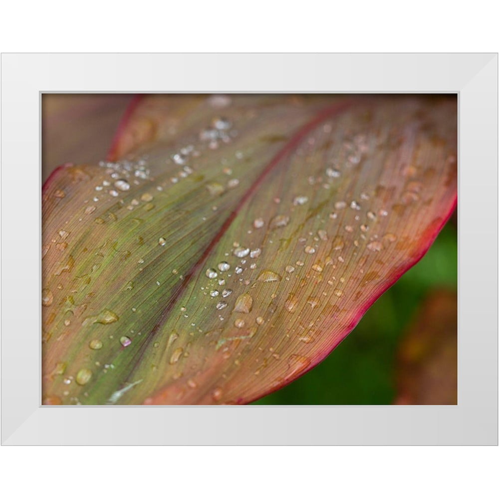 Merrill Images 24x19 White Modern Wood Framed Museum Art Print Titled ...