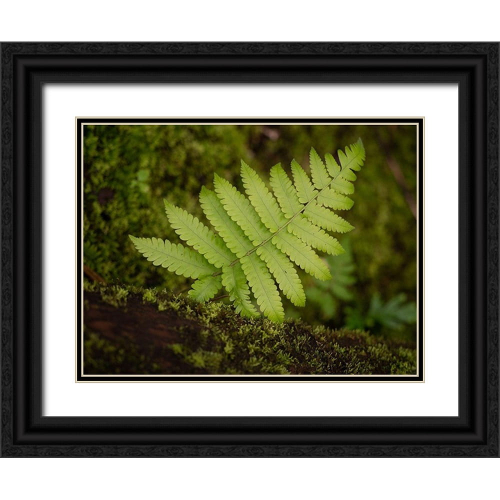 Merrill Images 32x25 Black Ornate Wood Framed with Double Matting ...