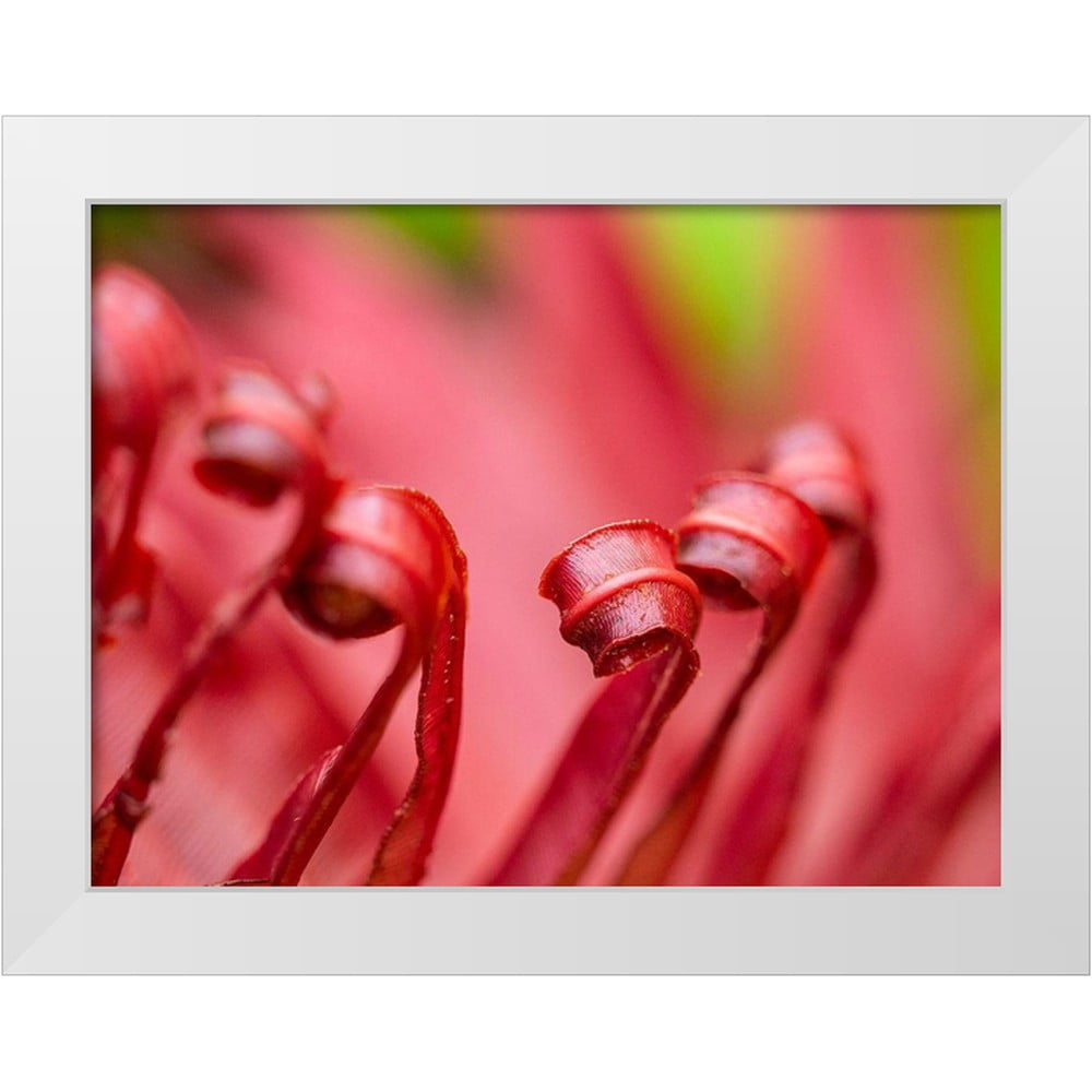 Merrill Images 32x25 White Modern Wood Framed Museum Art Print Titled ...