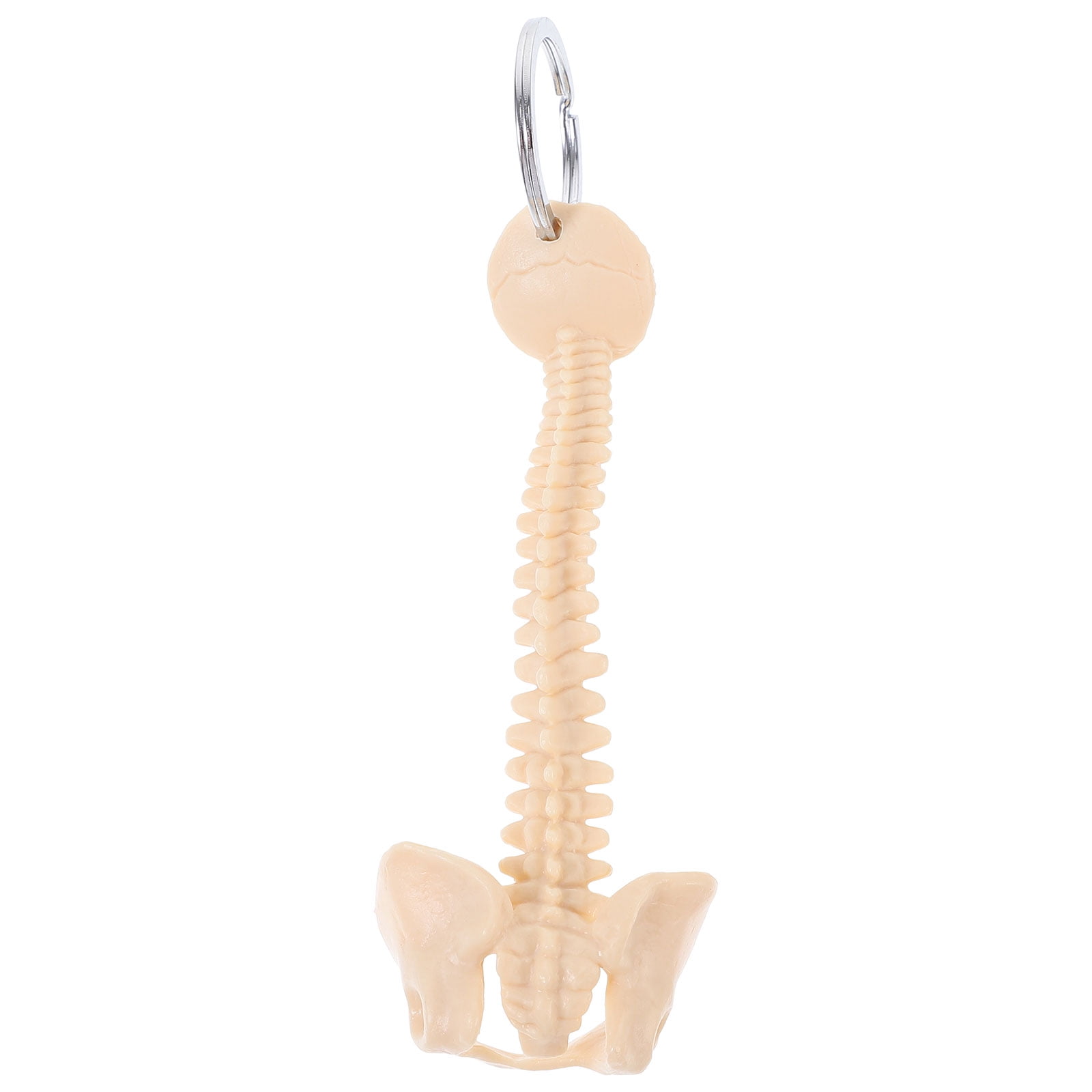 LOLIPPYY Human Spine Pendant Keyring For Teachers In Teaching Display ...