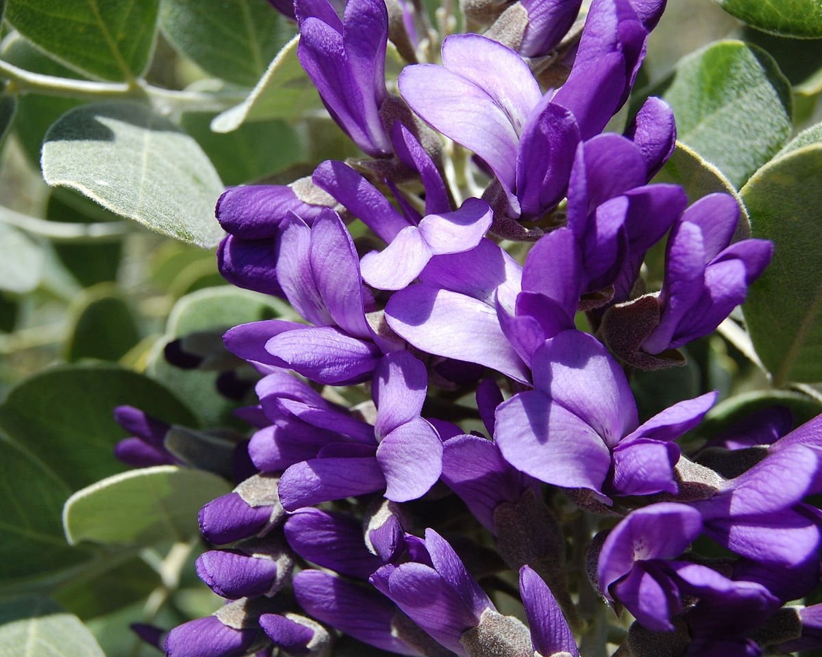 Mescal Bean Seeds for Planting (10 Seeds) - Texas Mescalbean, Texas ...