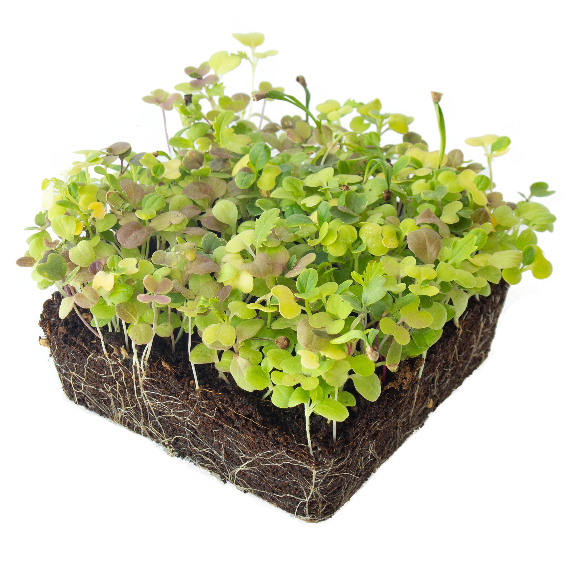 Mountain Valley Seed Company 2700 Mesclun Baby Greens Mix Plant Seeds ...