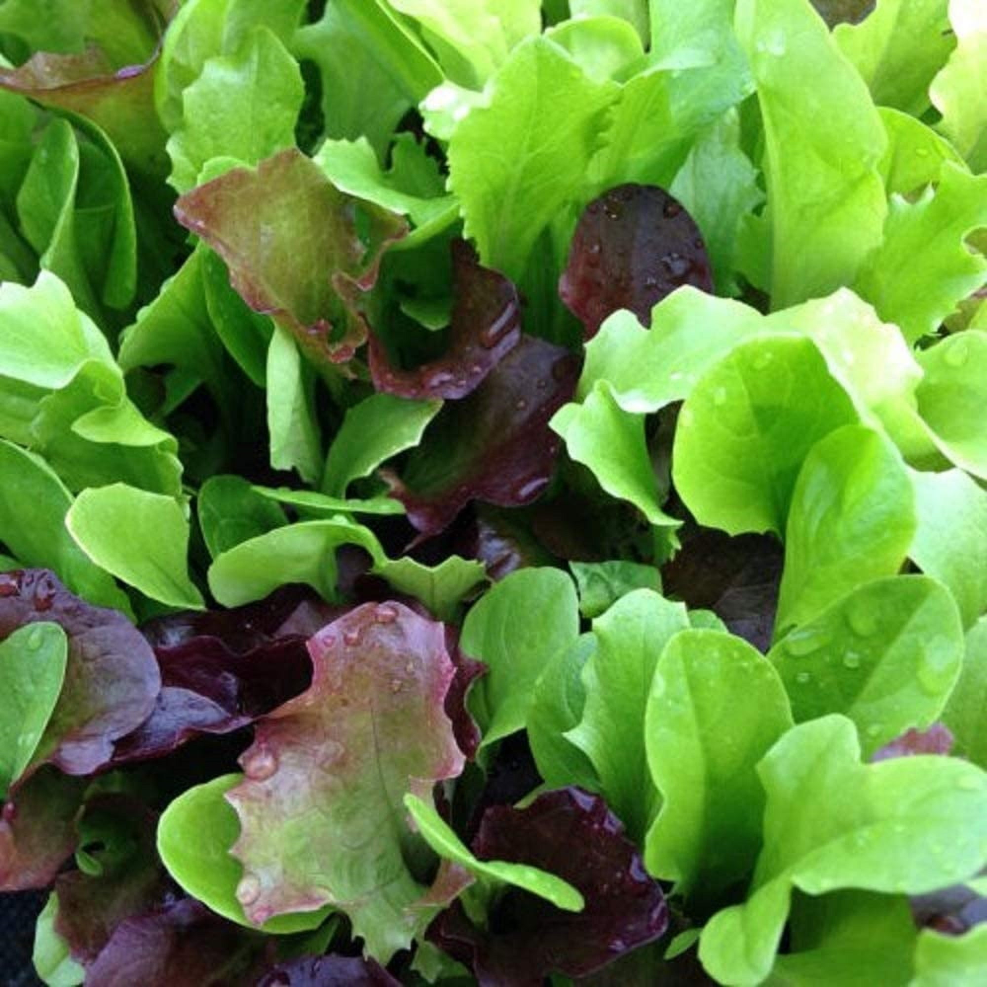 Mesclun Mix Lettuce Seeds - Mixed Greens - 100 Count Seed Pack - Non ...