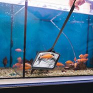 Portable Prawn Net Drop Landing Fishing Pond 24"""" Folding Fishes Net ...