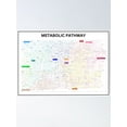 Metabolic pathway map Canvas Poster Decor Landscape Office Room Decor ...