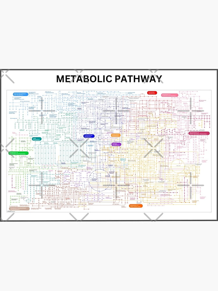 Metabolic pathway map Poster Framed-unframed - Walmart.com