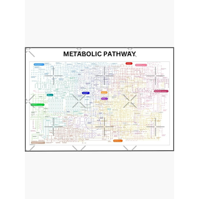 Metabolic pathway map Poster Framed-unframed - Walmart.com