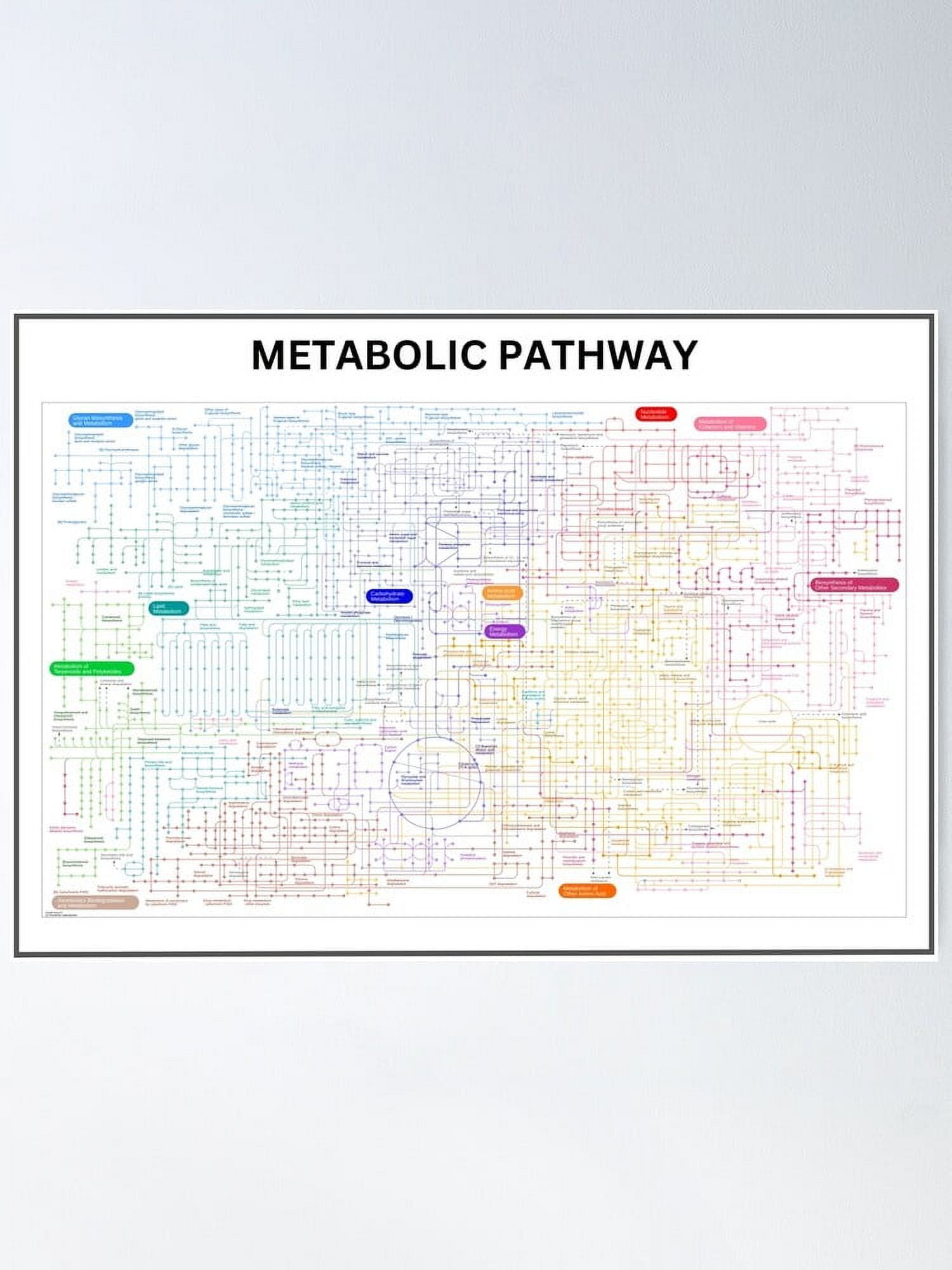Metabolic pathway map Poster - Walmart.com