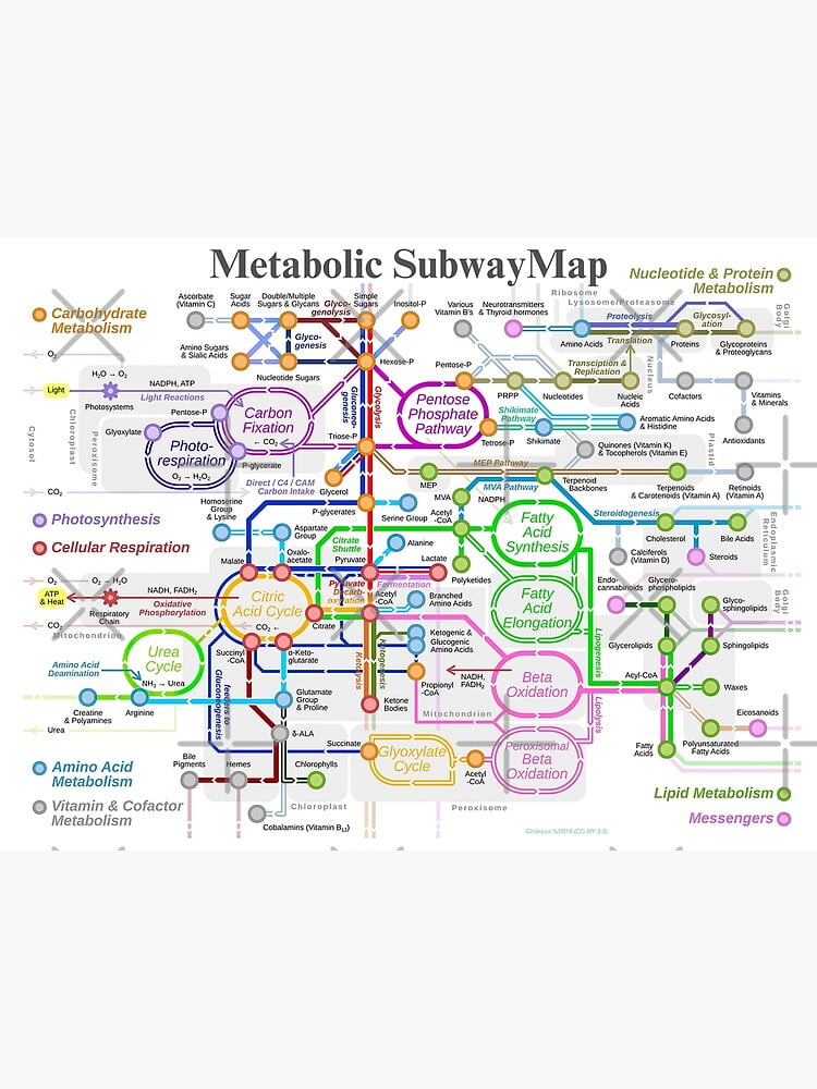 Metabolic subway metro map pathway Canvas Poster Decor Landscape Office ...