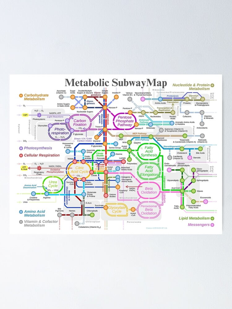 Metabolic subway metro map pathway Canvas Poster Decor Landscape Office ...