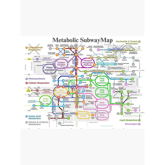 Metabolic subway metro map pathway Poster Framed-unframed - Walmart.com