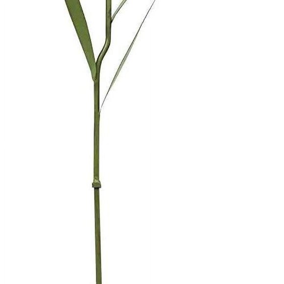 Decorative Indian Corn