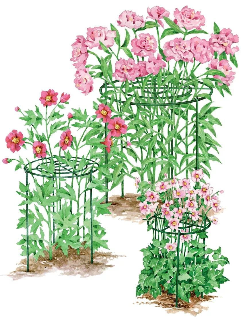 Metal Plant Support Frame for Peonies and Flowers, Sturdy Grow Through ...