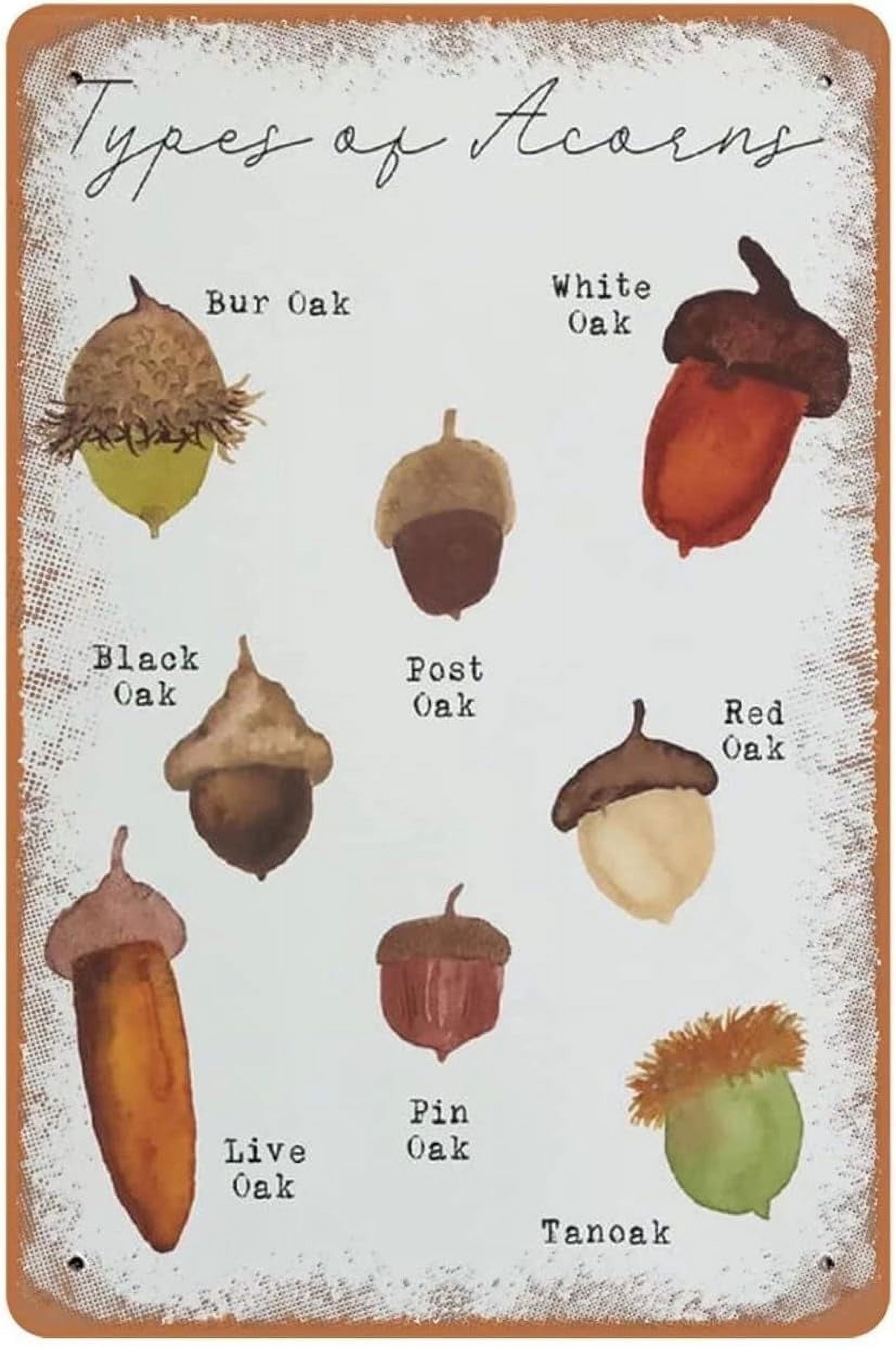Metal Plate Signage Types of Acorns Wall Art - Acorn Identification ...