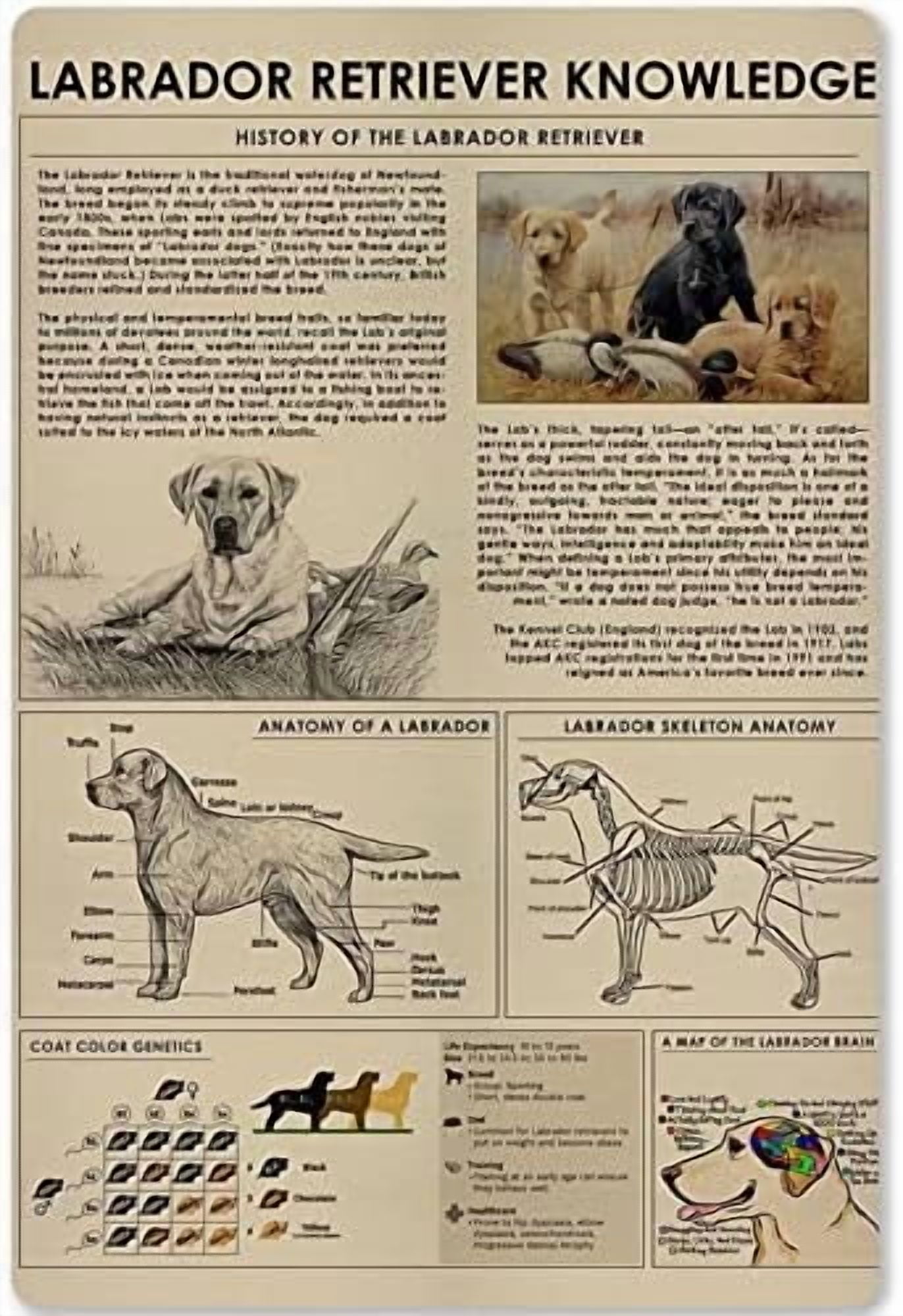 Metal Sign Labrador Retriever Knowledge Tin Poster History of The ...